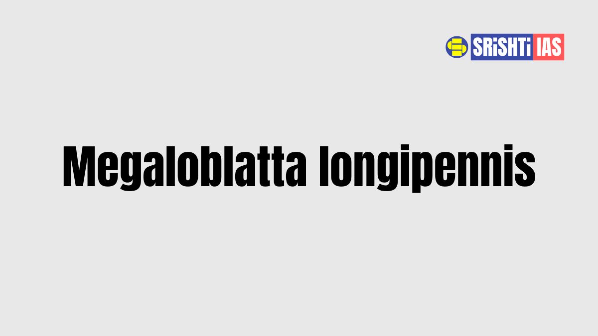 Megaloblatta longipennis: The World’s Largest Winged Cockroach ...